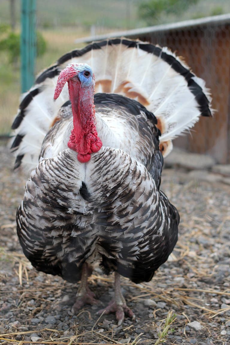 Turkey Gizzard Black Bean Stock Photos - Free & Royalty-Free Stock ...