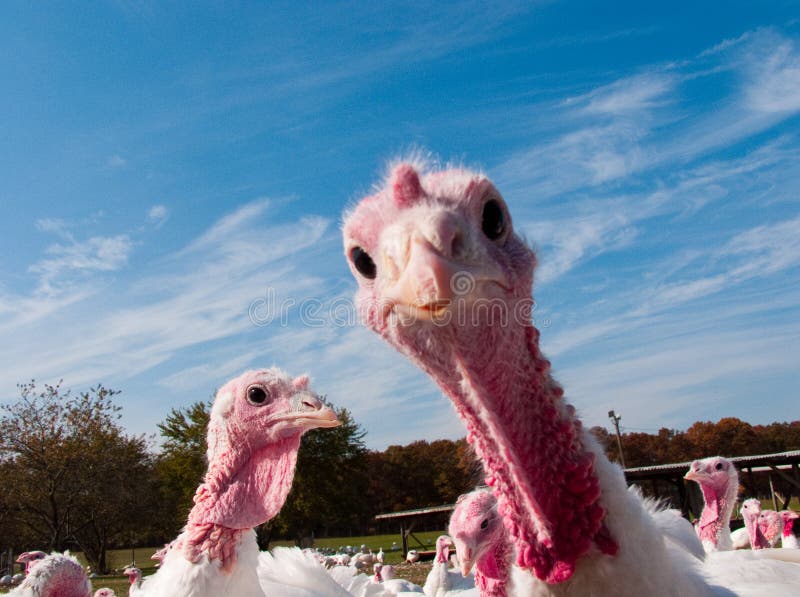 Turkey farm stock photo. Image of white, animal, dinner - 27058956
