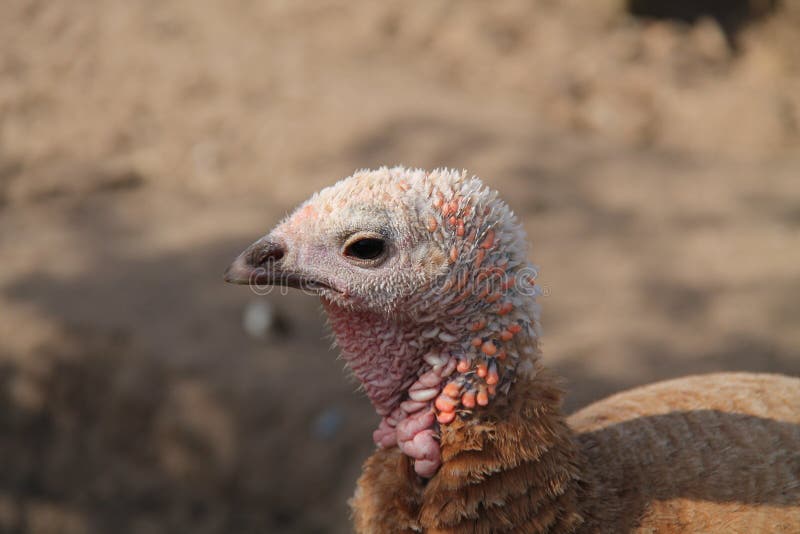 Turkey Farm Bird. stock photo. Image of plumage, outdoors - 89808178