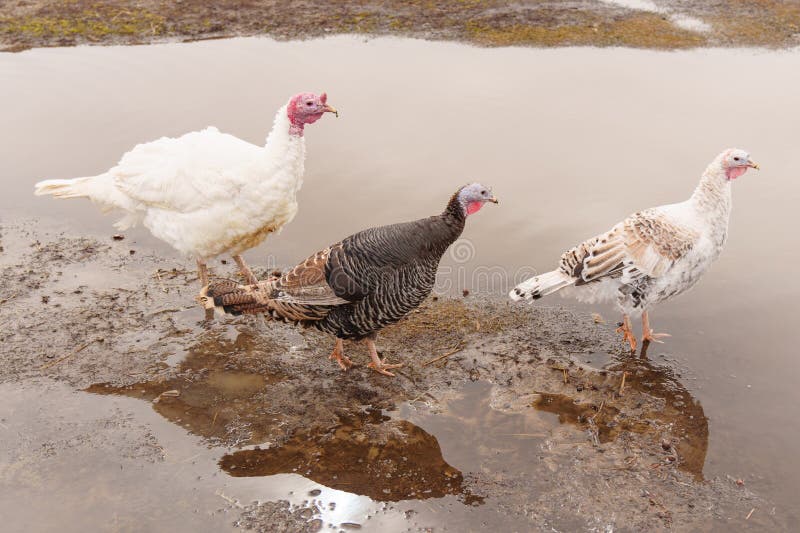 Turkey Farm, Turkey Close-up, Turkey Rearing Concept. Selective Focus ...
