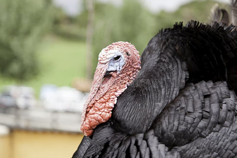 Turkey in farm stock image. Image of color, background - 79783891