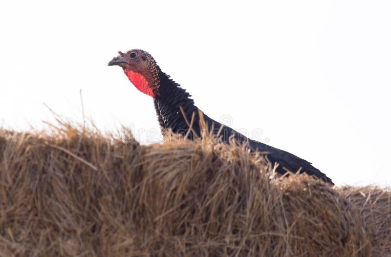 Turkey on a farm stock photo. Image of male, turkey, wildlife - 90436074