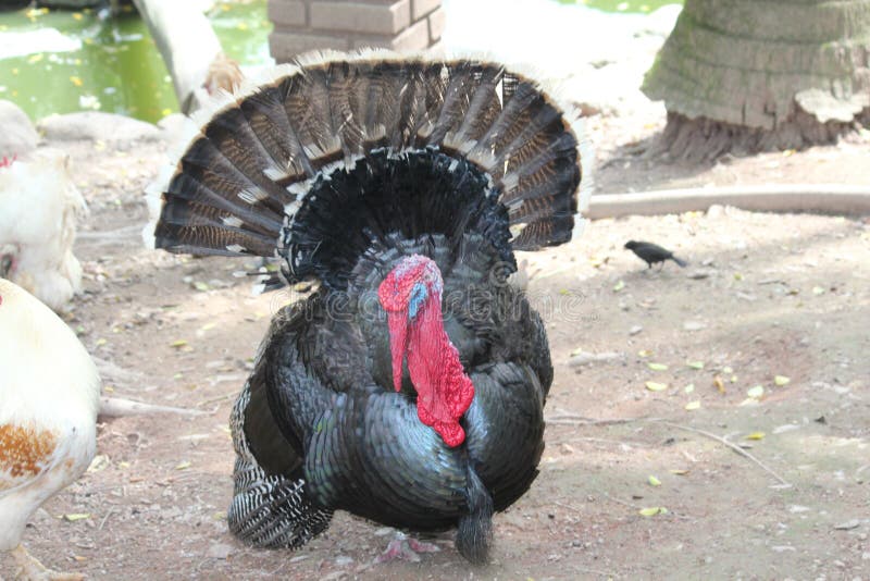 Turkey on the farm stock image. Image of farming, business - 102567649