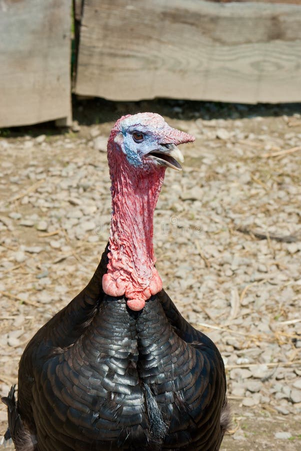 Turkey on a farm stock photo. Image of food, farming - 17140084