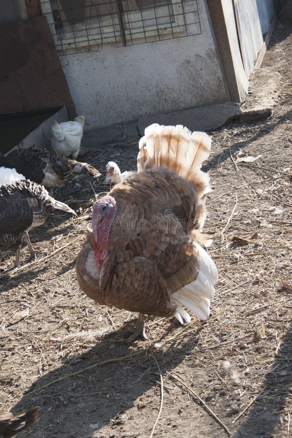 Turkey stock photo. Image of food, agriculture, henhouse - 58539258