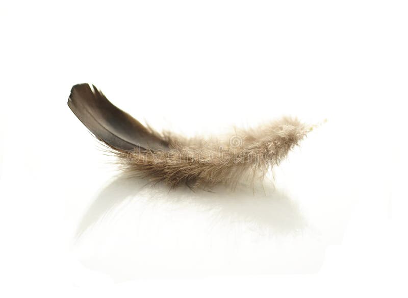 Turkey Feather stock image. Image of single, utensil, wildlife - 5707507