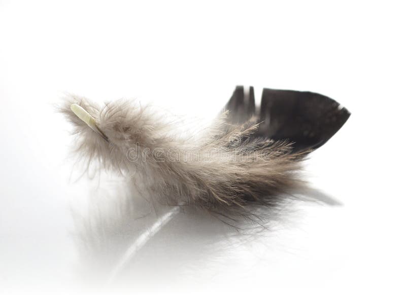 Turkey Feather stock image. Image of single, utensil, wildlife - 5707507