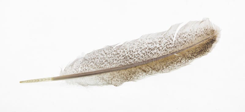 Turkey Feather Isolated on White Stock Image - Image of quill, wild ...