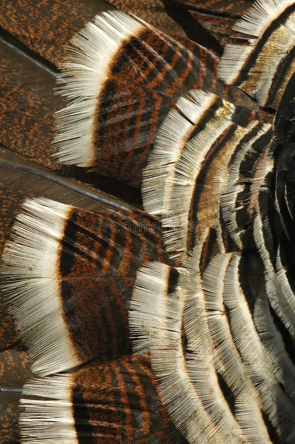 Turkey feathers stock image. Image of dress, brown, tail - 9918041