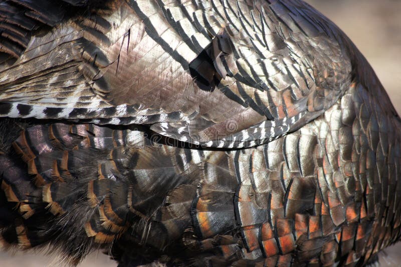 Turkey Feathers stock photo. Image of american, male - 99791366