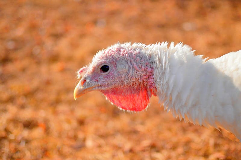 White turkey stock photo. Image of poultry, white, meat - 21401902