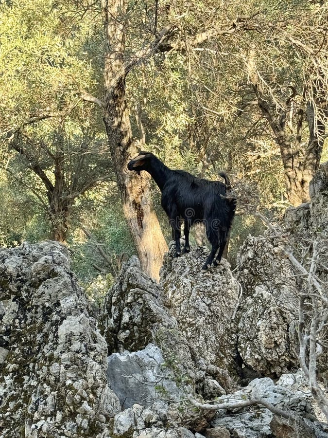 A Black Goat Standing Alone Near Fethiye in Turkey Stock Photo - Image ...