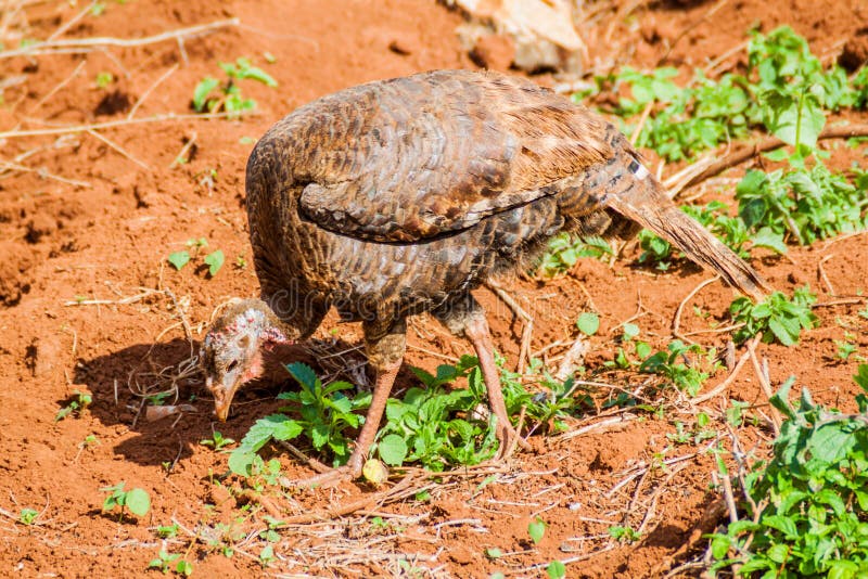 Turkey on a Field in Vinales Valley, Cub Stock Image - Image of bird ...