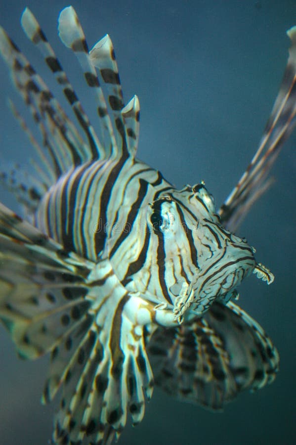 Turkey Fish or Pterois Volitans Stock Photo - Image of rare, tropical ...