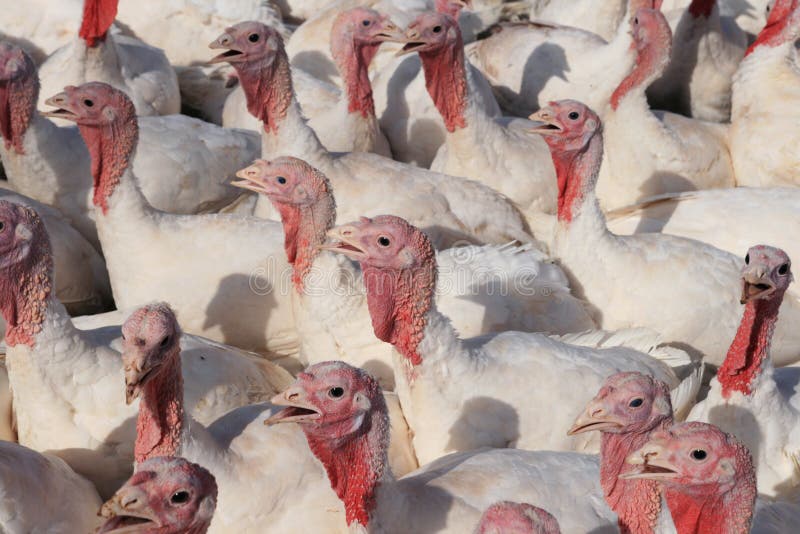 Flock of Turkeys stock image. Image of flock, bird, brown - 18102653