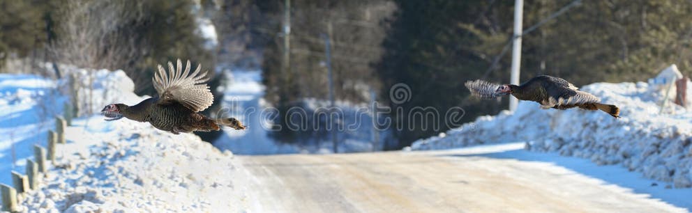 Turkey flying stock photo. Image of bird, animal, road - 85381354