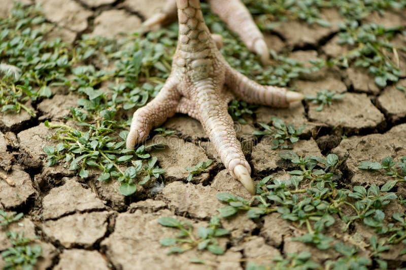 Turkey foot and claws stock image. Image of poultry, turkey - 18996213