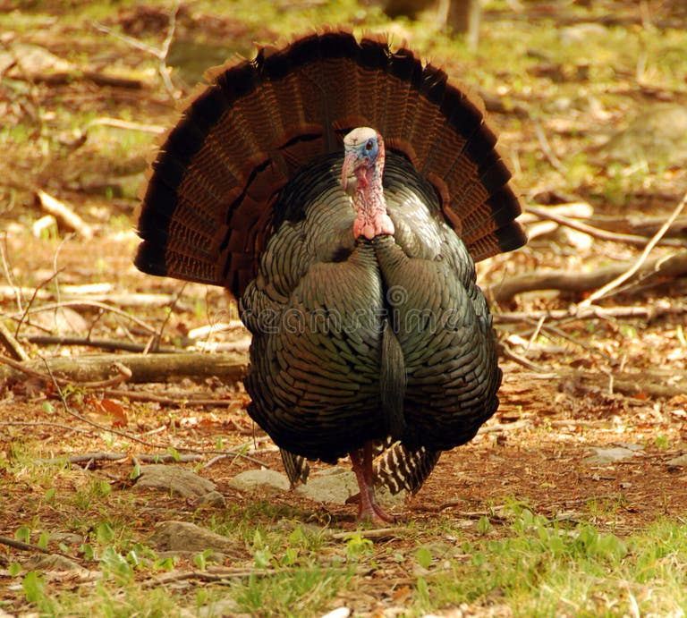 Turkey Front stock image. Image of front, natural, animal - 17838747