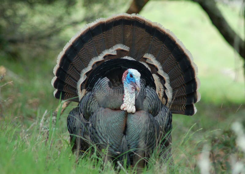 Turkey Gobbler stock photo. Image of fluffed, wild, gobbler - 291241462