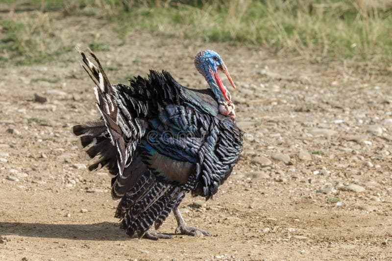 Turkey stock image. Image of turkey, spring, dark, avian - 94381133