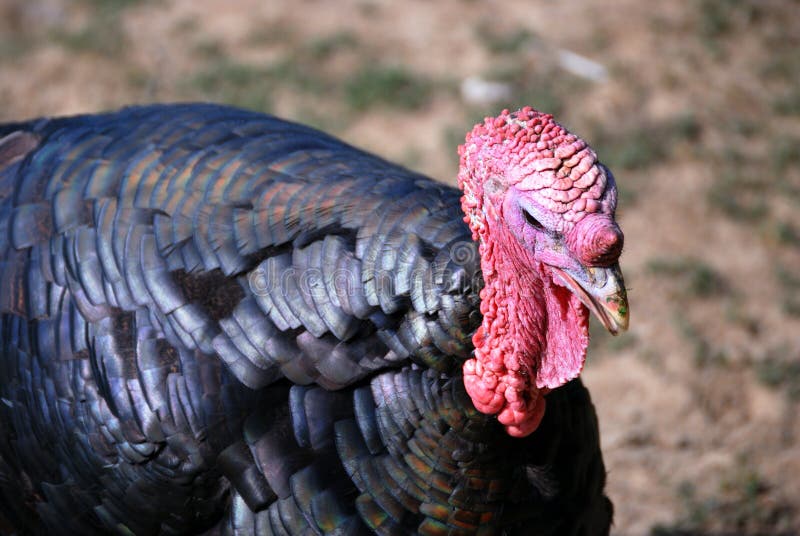 Turkey Going Forward stock image. Image of wildlife, farming - 58335425