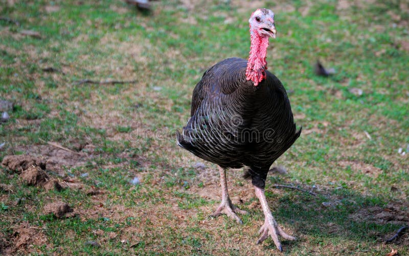 Turkey Going Forward stock photo. Image of isolated, avian - 58335540