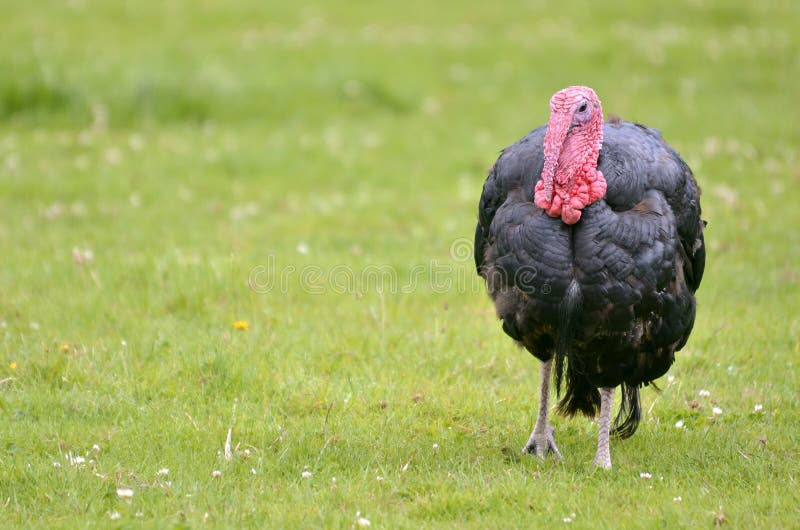 Turkey on grass stock photo. Image of domesticated, prairie - 21727190