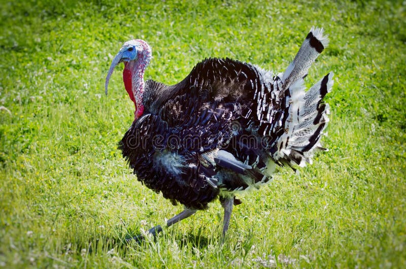 Turkey in Grass stock image. Image of turkeys, nature - 71639121