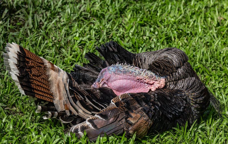 Turkey on grass stock image. Image of animal, themes - 142283213