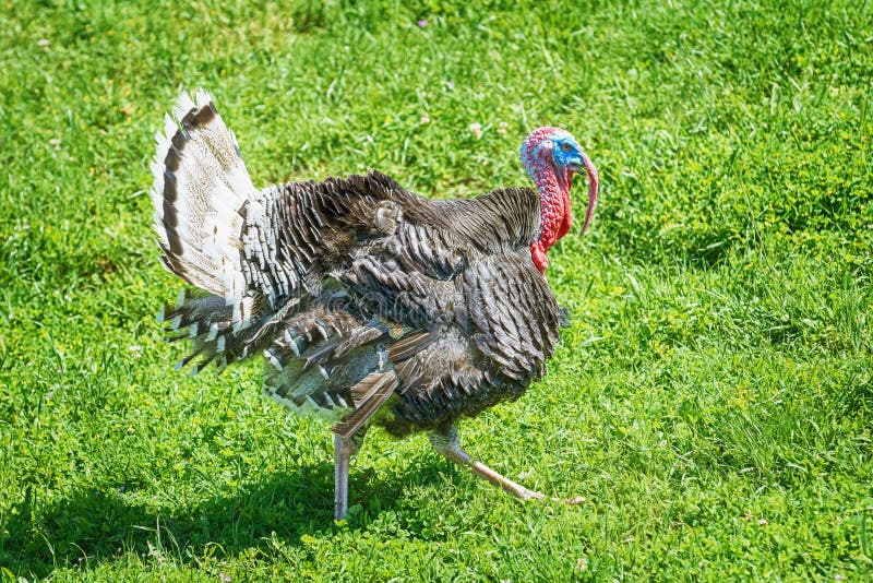 Turkey on Grass stock image. Image of animal, feathery - 73966835