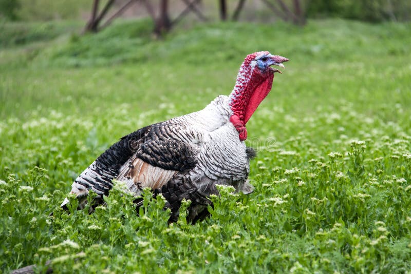 Turkey Grazing on Green Grass in the Village Stock Photo - Image of ...