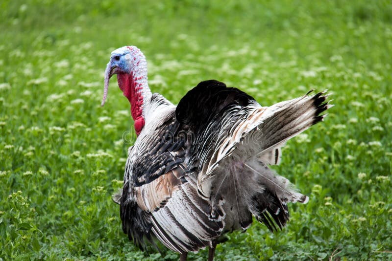 Turkey Grazing on Green Grass in the Village Stock Photo - Image of ...