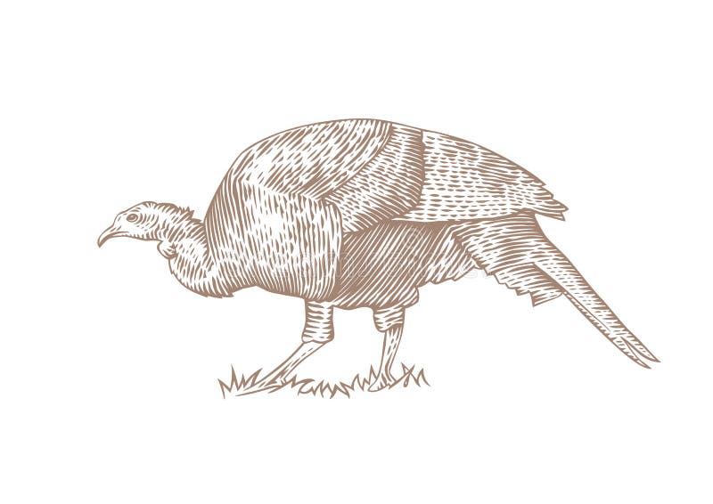 Turkey on the green grass stock vector. Illustration of turkey - 75835795