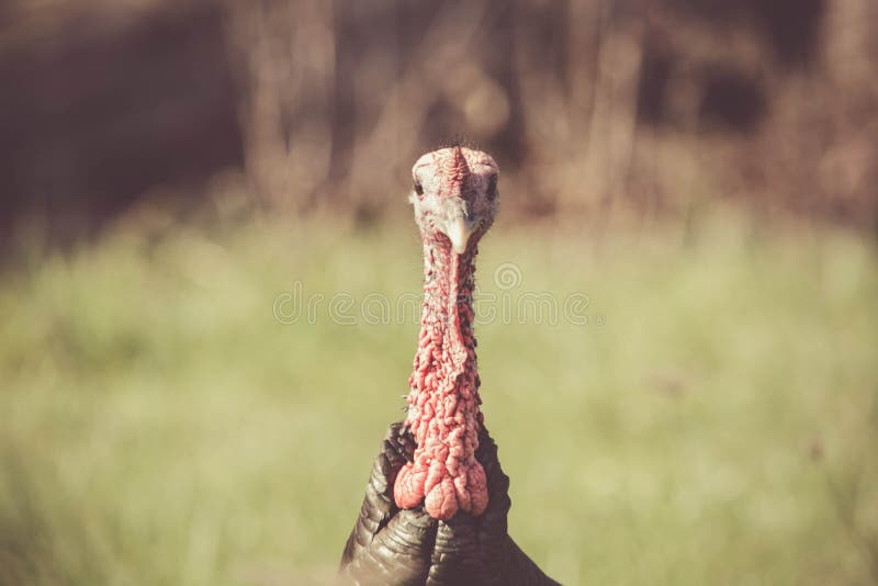 Turkey Head Picture. Image: 100885515