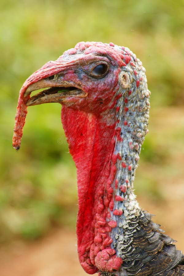 Turkey Head Picture. Image: 14639674