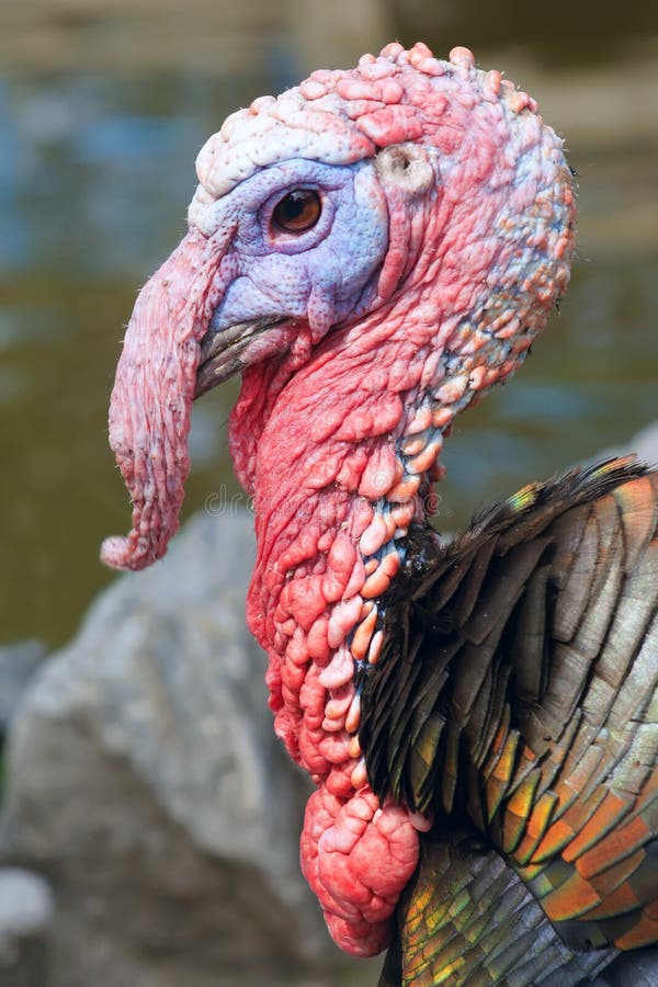 Turkey stock image. Image of birds, animal, bird, gallopavo - 41921205