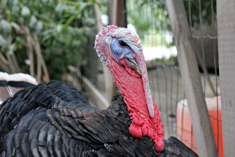 Turkey head stock photo. Image of turkey, view, farming - 50798556