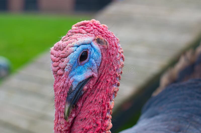 Turkey Head stock image. Image of caruncle, farm, head - 2832705