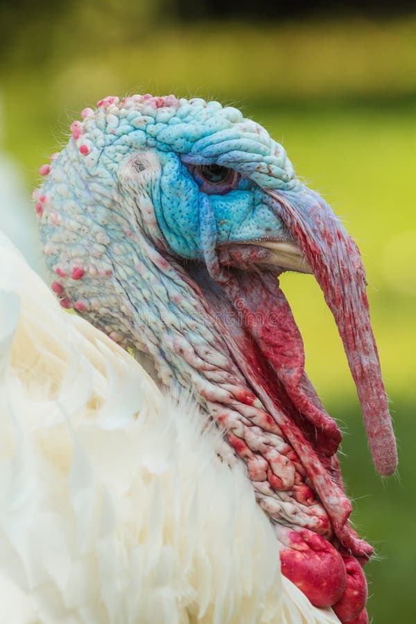 Turkey head stock image. Image of cloth, portrait, plumage - 33303291