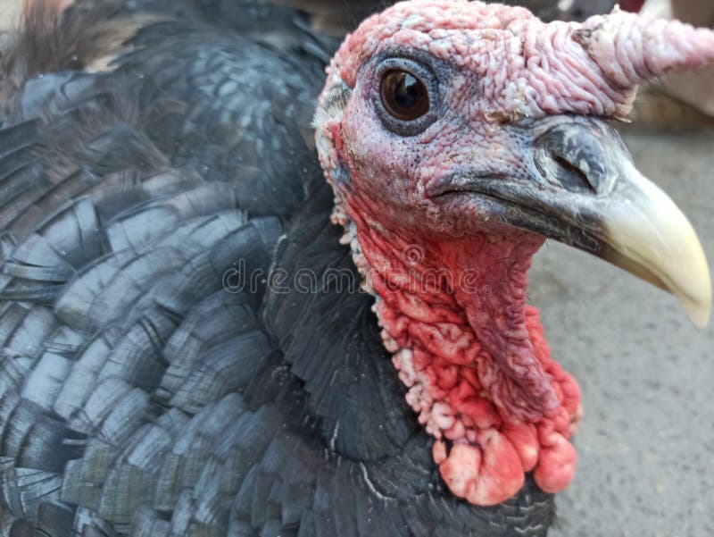 15,722 Turkey Head Stock Photos - Free & Royalty-Free Stock Photos from ...