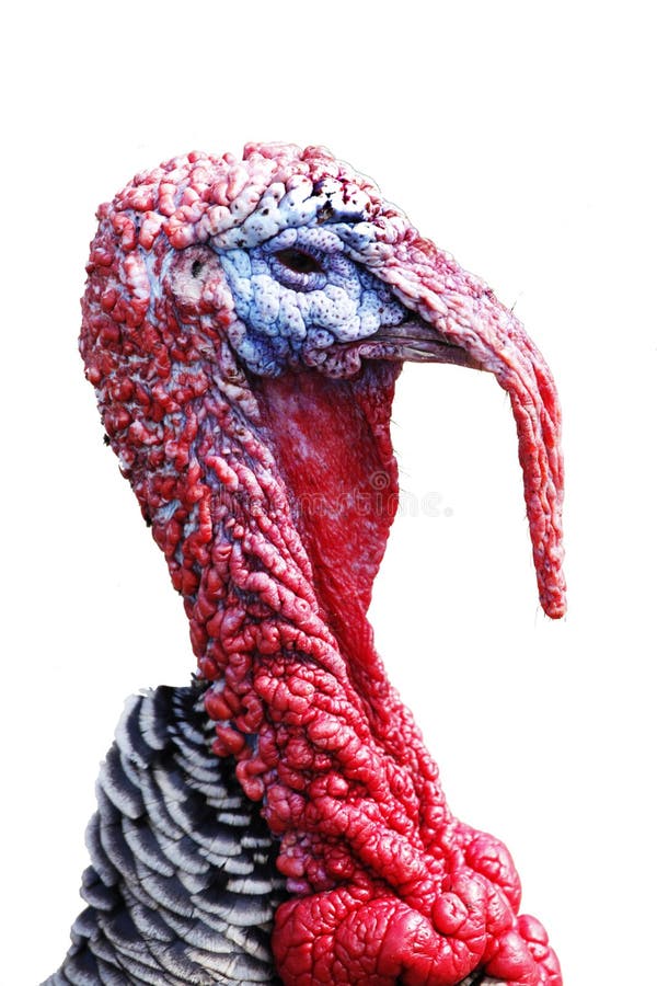 Turkey Head stock image. Image of caruncle, farm, head - 2832705