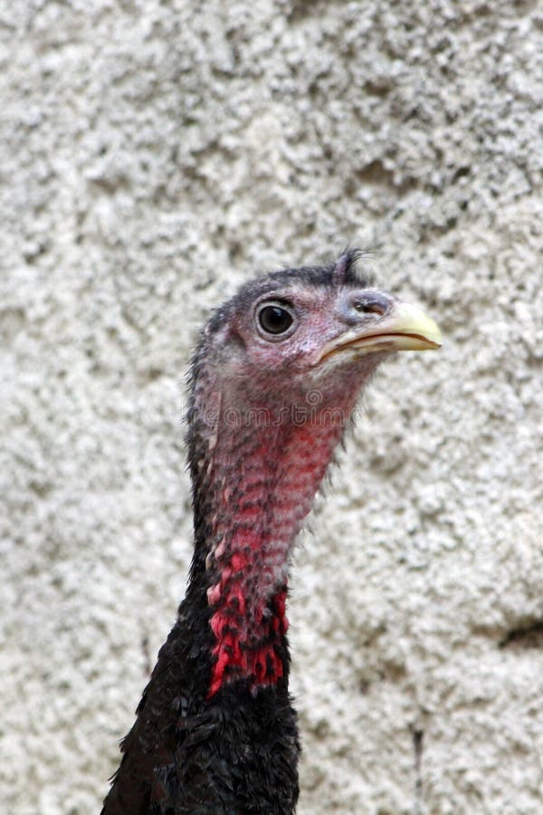 Head of Turkey Vulture stock image. Image of creature - 11780649