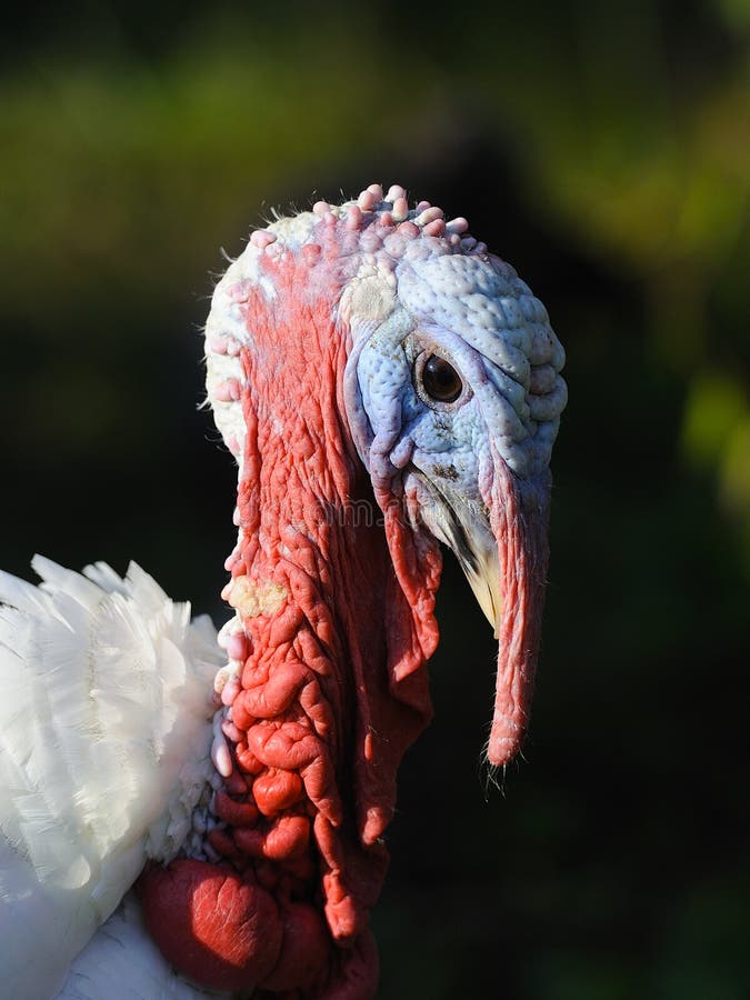 Turkey Headshot stock image. Image of gobble, pilgrim - 21152387
