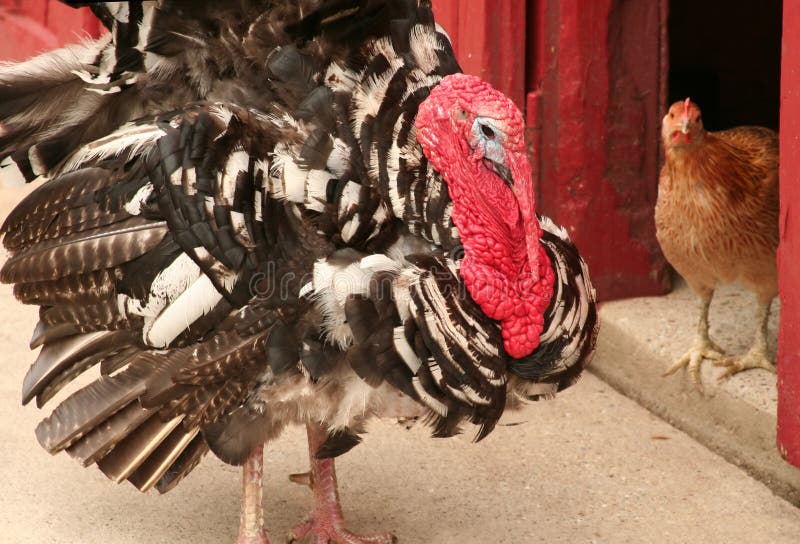 Turkey and Hen stock image. Image of domesticated, bird - 6817469