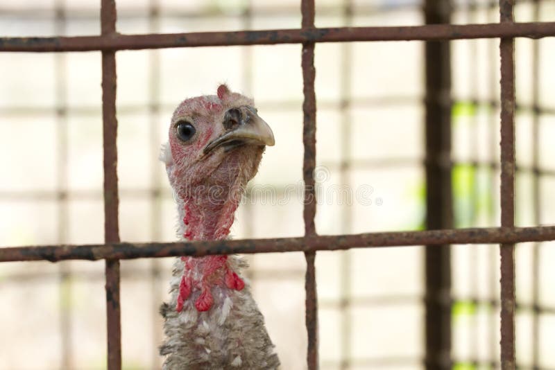 Turkey on a farm stock photo. Image of food, farming - 17140084