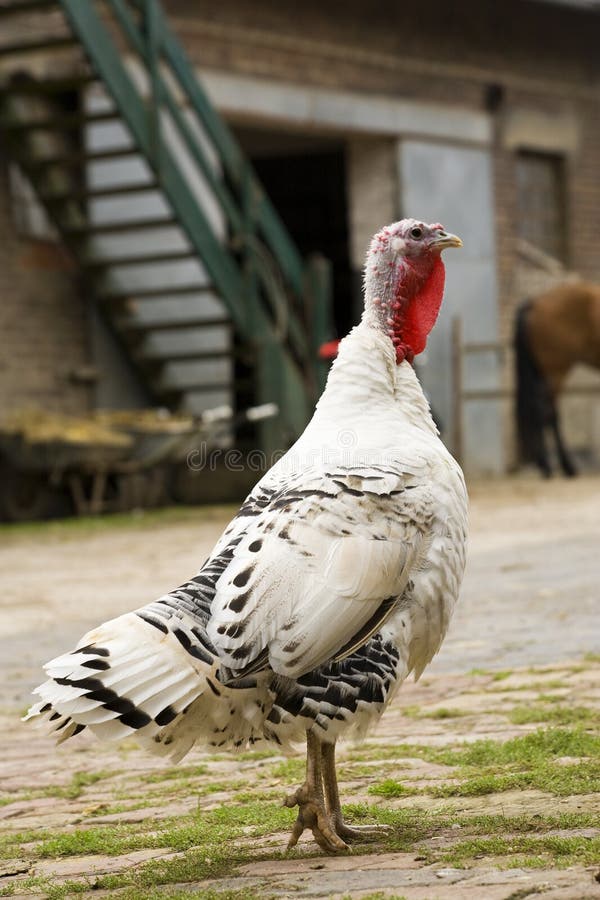 Turkey hen at farm stock photo. Image of feathered, farming - 341861748