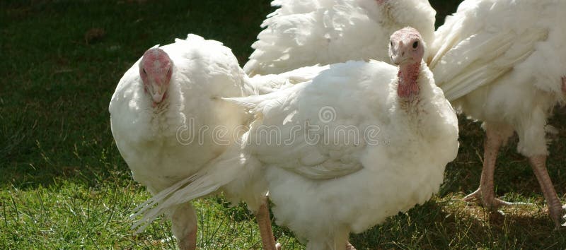 White turkey hen stock photo. Image of nature, feather - 60455212