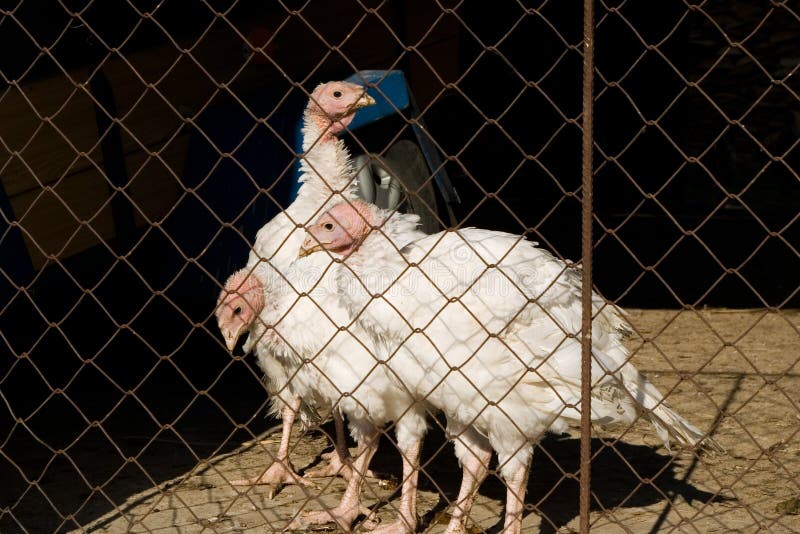 Turkey hens stock photo. Image of holiday, black, head - 43042668