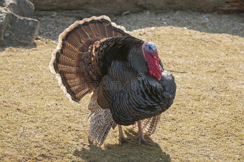 Turkey stock photo. Image of bird, lobe, male, animal - 31993792