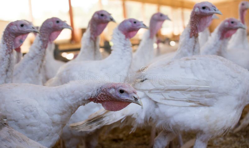 Turkey indoor farm stock photo. Image of agriculture - 159149670